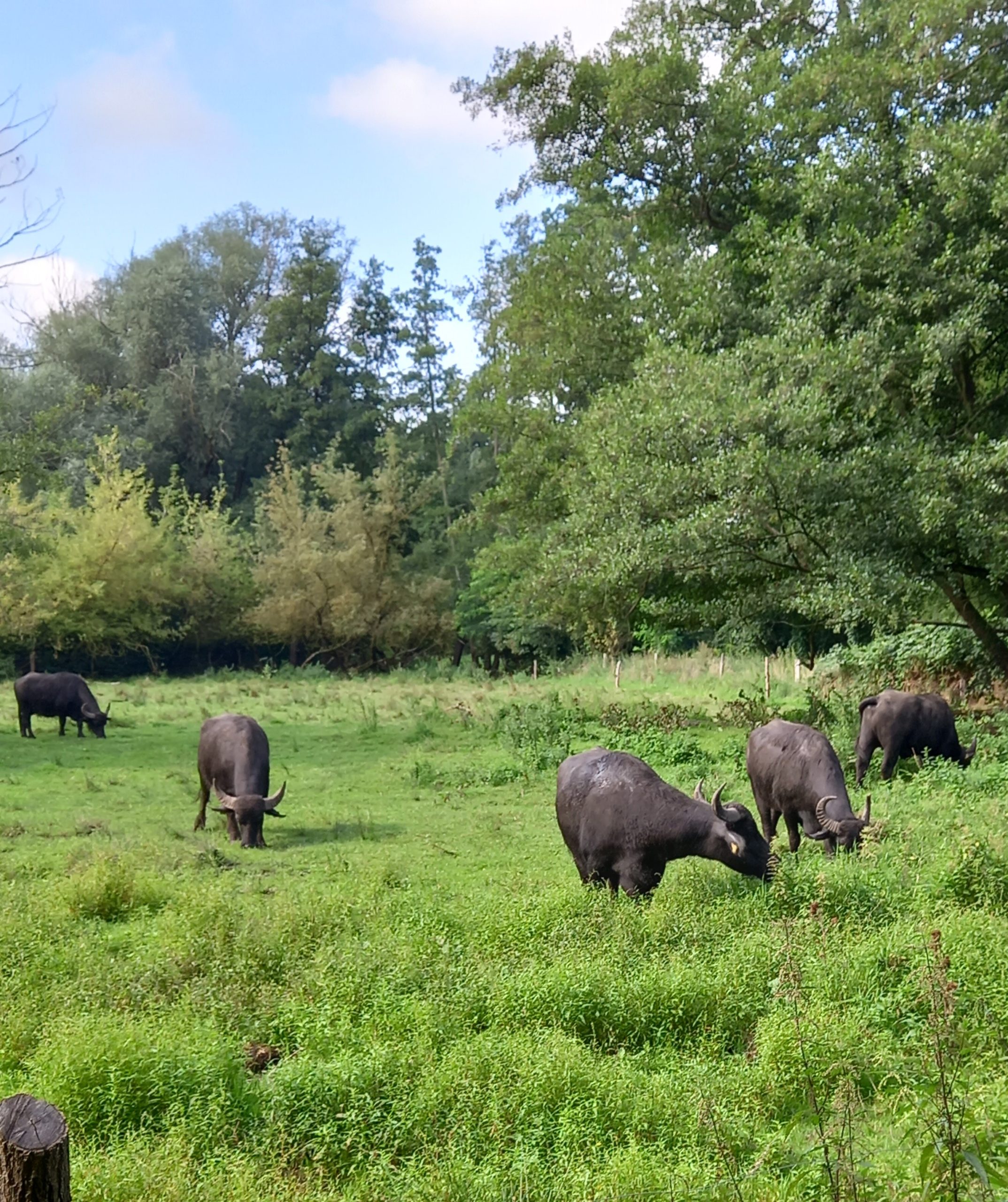 Rasenmähen auf natürliche Art | JODOCK